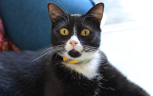 Cat Behaviour Rehabilitation | Cats | Blog | RSPCA Queensland