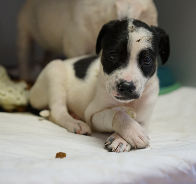 Five Puppies Dumped & Unwanted | Animal Rescue | Blog | RSPCA Queensland