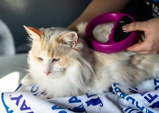 The Five Domains | Animal Welfare | RSPCA Queensland