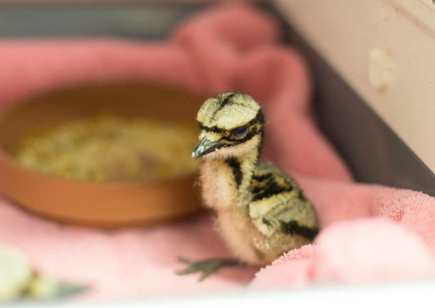 Baby Bird Identification | Wild Baby Birds | What to do if I find a ...