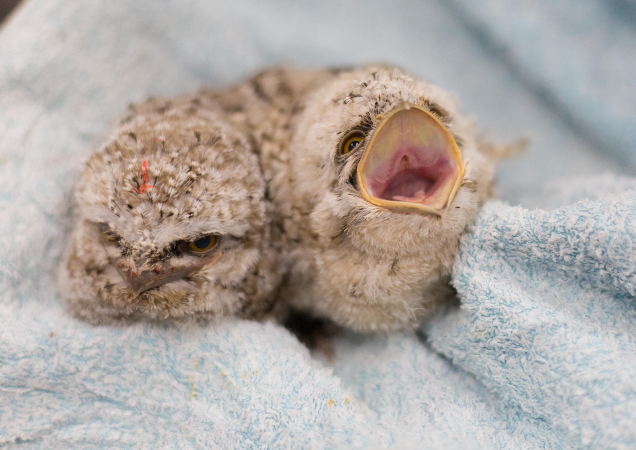 Baby Bird Identification | Wild Baby Birds | What to do if I find a ...
