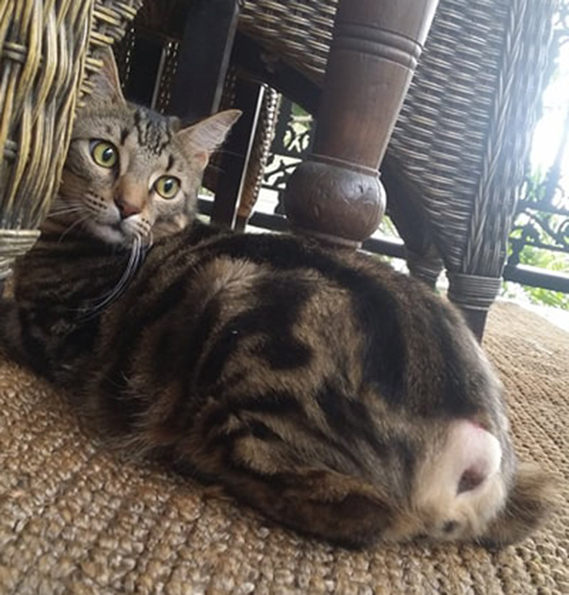 An Emergency Tail Amputation | Day In The Life Of A Vet | RSPCA Queensland