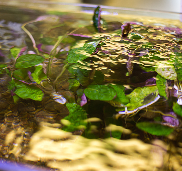 Siamese Fighting Fish | Pets | Caring for your Fish | RSPCA Queensland