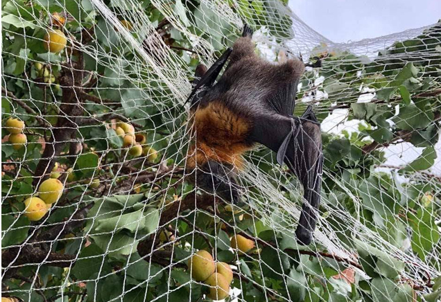 Wildlife Netting | Australian Wildlife| Animal Rescue | Fruit Tree ...