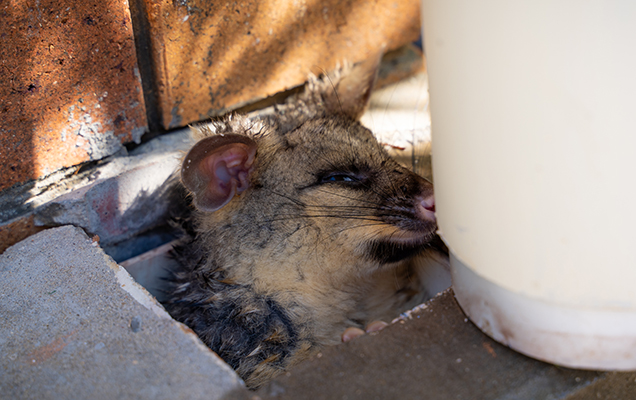 Drain Rescues: How You Can Help | Australian Wildlife | Animal Rescue ...