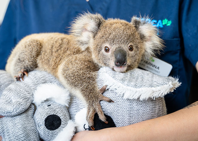 Koala Rescue | Australian Wildlife | Native Species | Spring Appeal ...